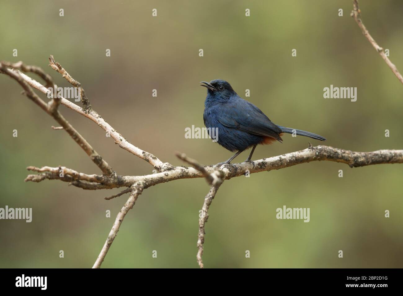 Singing male indian robin hi-res stock photography and images - Alamy
