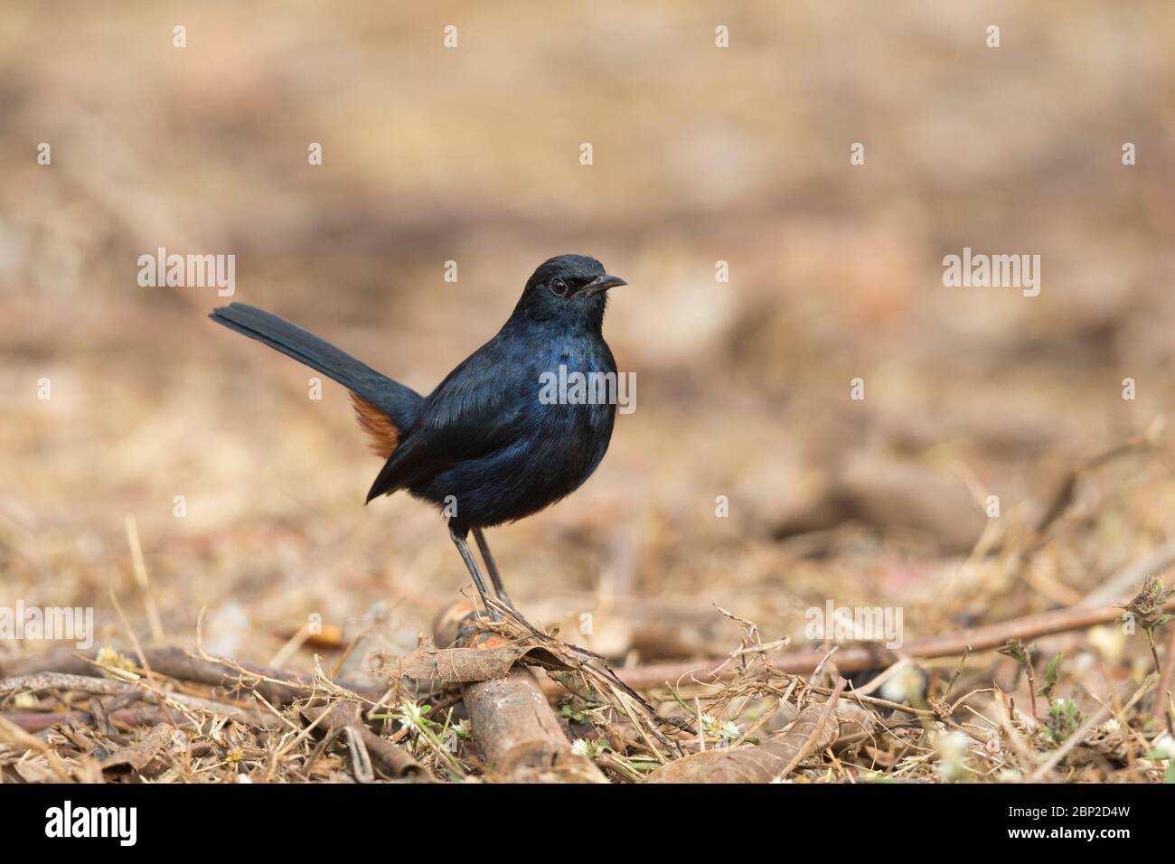 Indian robin tail cocked hi-res stock photography and images - Alamy