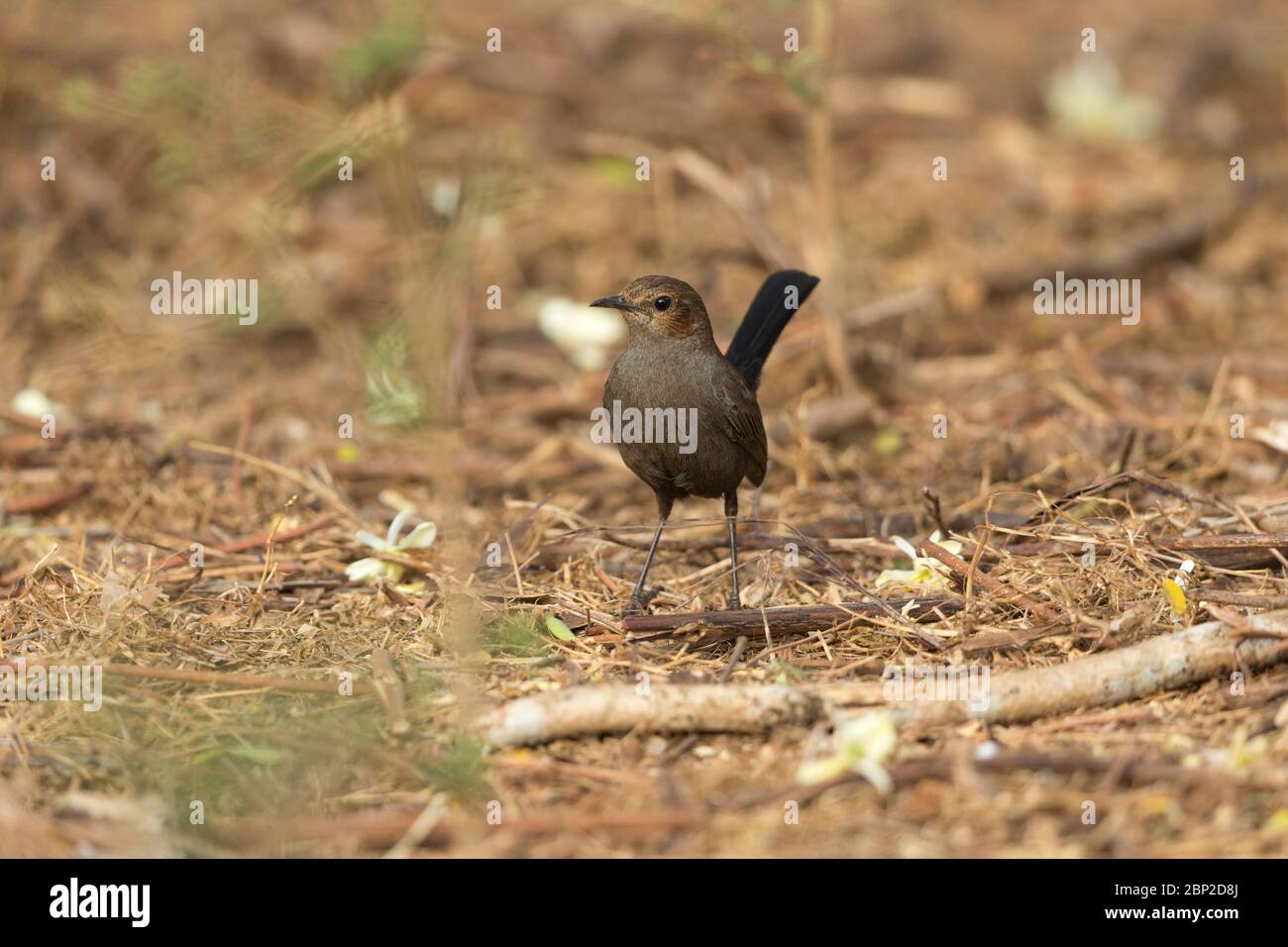 Indian robin Saxicoloides fulicatus, adult female, on ground, Padeli ...