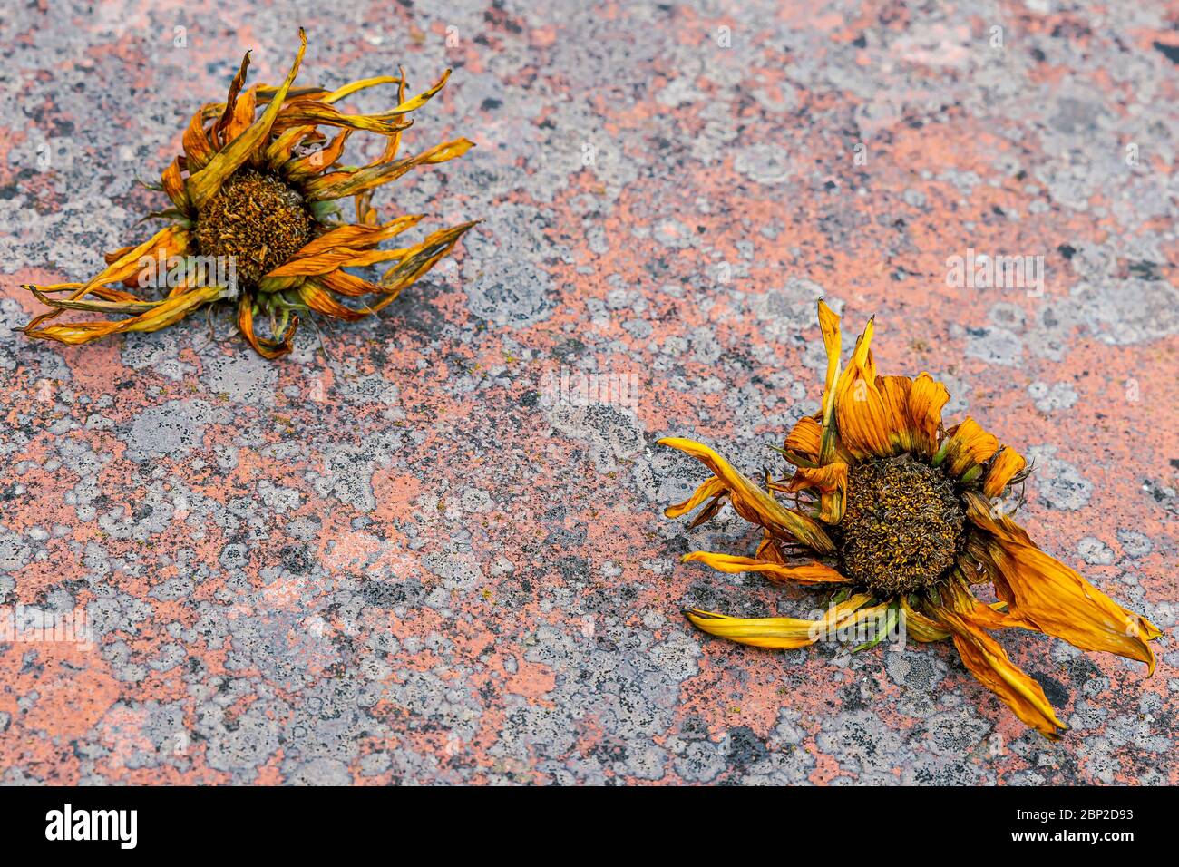Withered daisy flower hi-res stock photography and images - Alamy