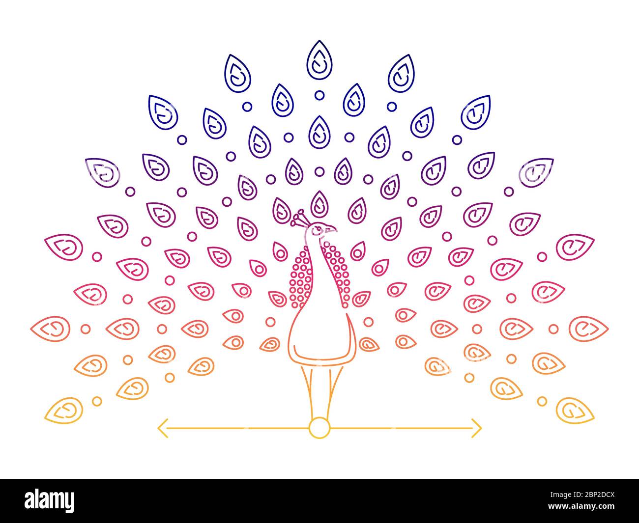 Color thin line peacock logo. Outline peacock label isolated on white ...