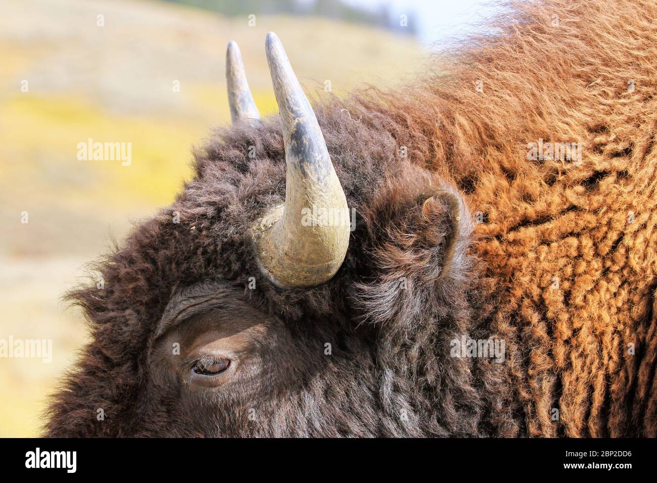 Bison head close up view hi-res stock photography and images - Alamy