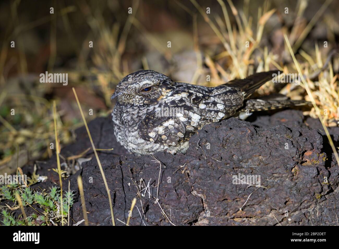 Jungle nightjar hi-res stock photography and images - Alamy
