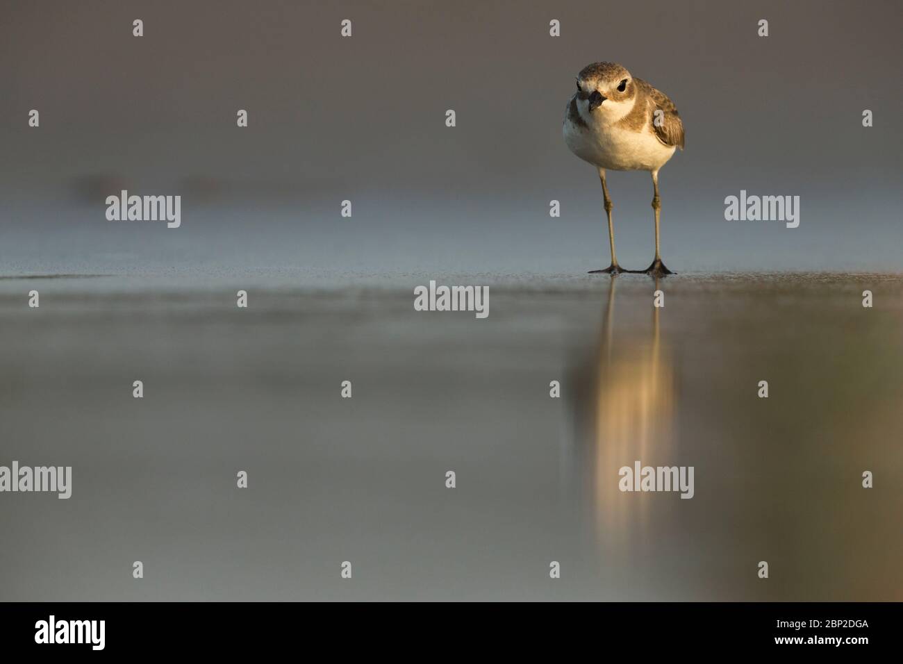 Lesser oriental plover hi-res stock photography and images - Alamy