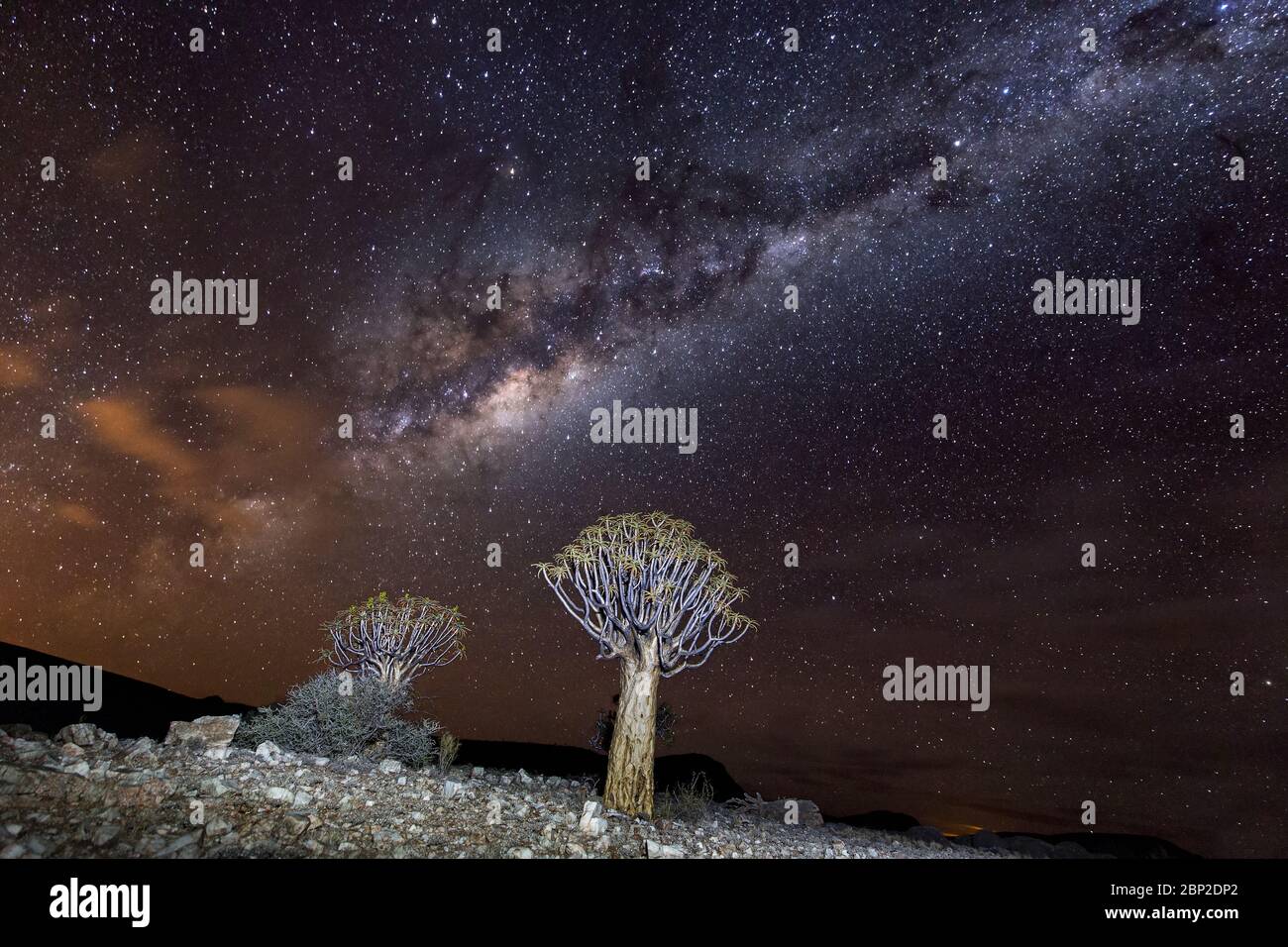 quiver tree under stars and milkyway Stock Photo - Alamy