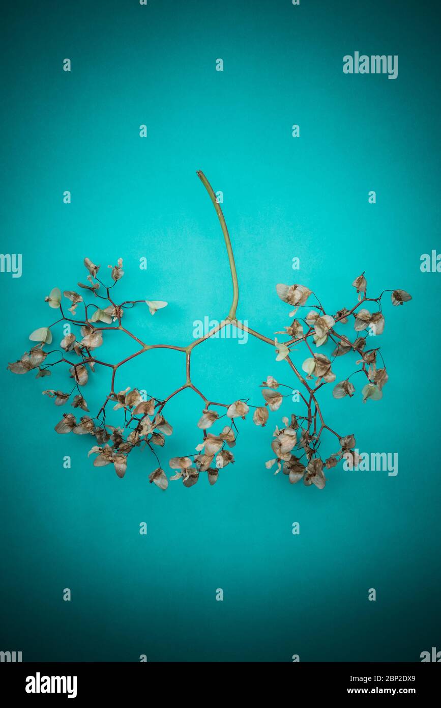 Human lungs and bronchial tree hi-res stock photography and images - Alamy