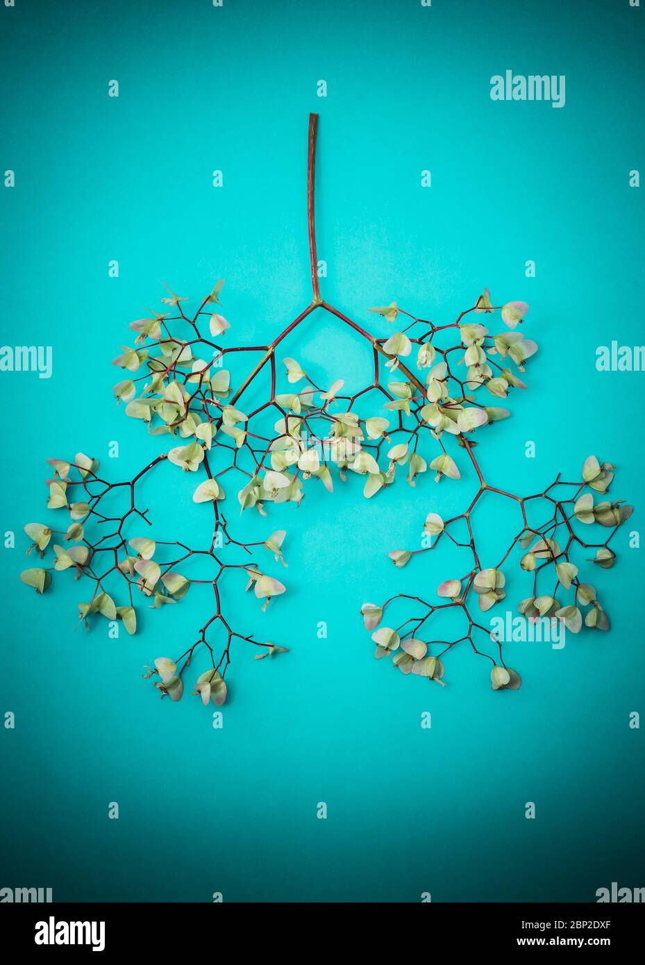 Spring flowers representing human lungs, conceptual studio shot Stock ...