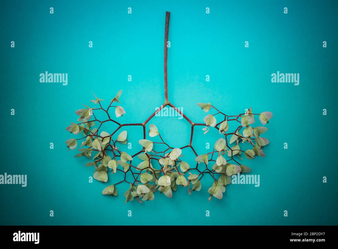 Spring flowers representing human lungs, conceptual studio shot Stock ...