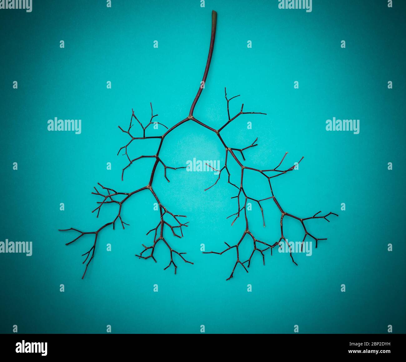Human lungs and bronchial tree hi-res stock photography and images - Alamy