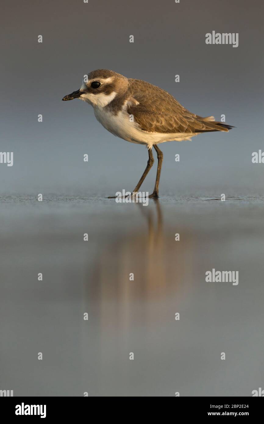 Lesser sand plover Charadrius mongolus, on beach, Arambol, Goa, India ...