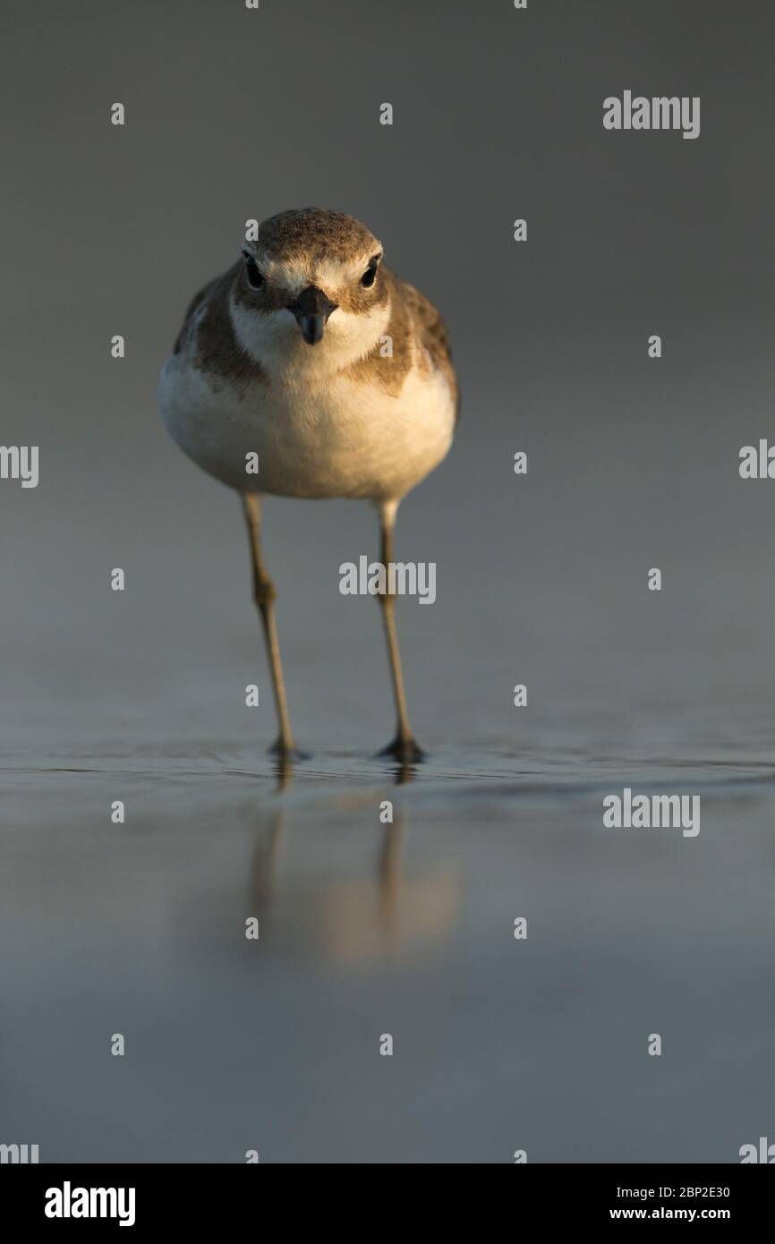 Lesser sand plover Charadrius mongolus, on beach, Arambol, Goa, India ...