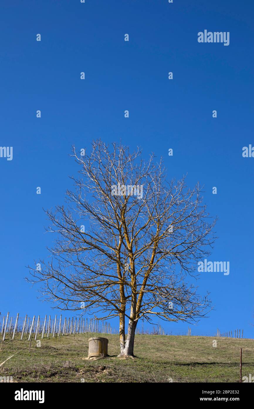 A tree and a water well under a blue sky near Cassinasco, Langhe ...