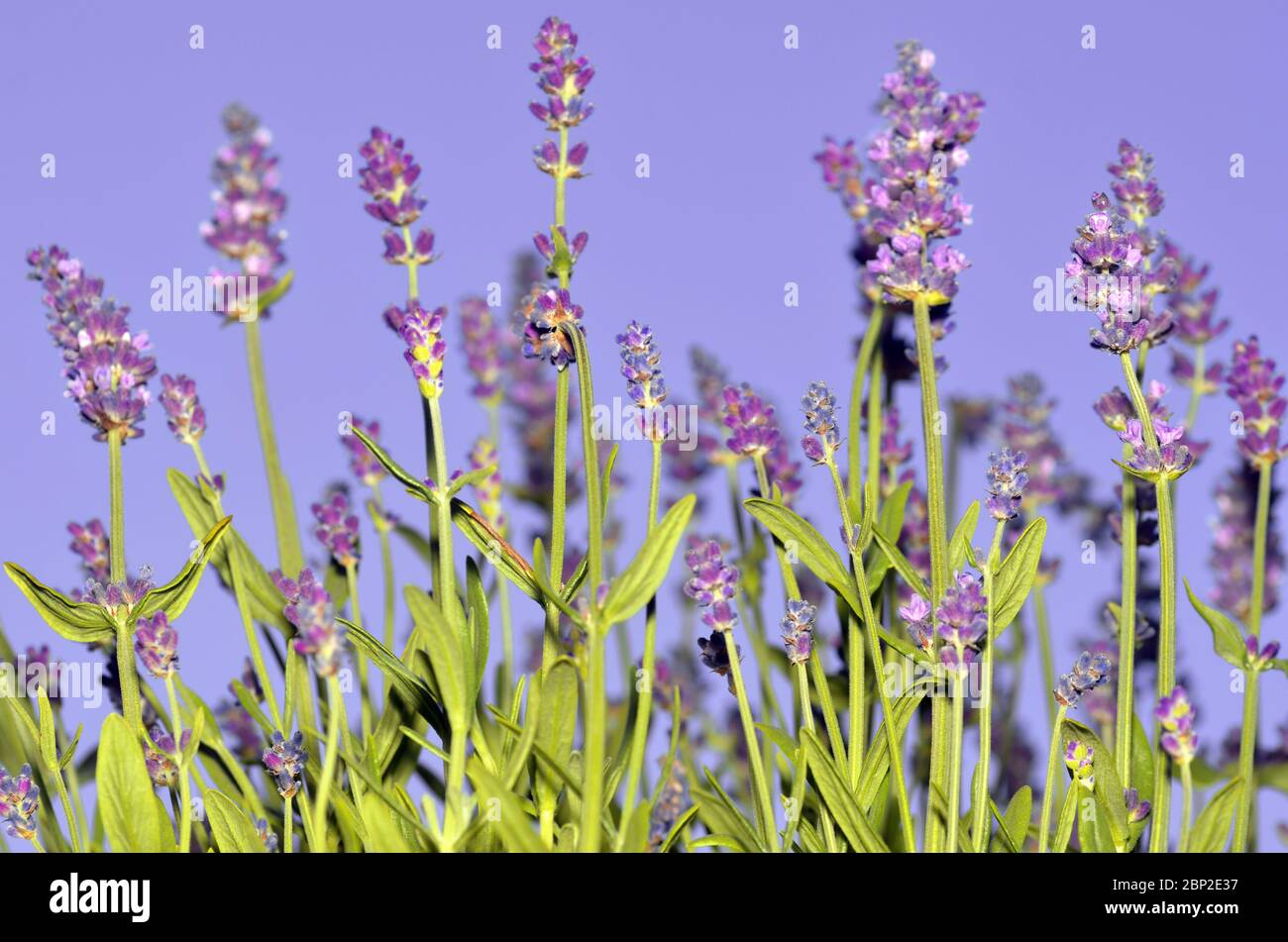 Lavandula vera officinalis hi-res stock photography and images - Alamy