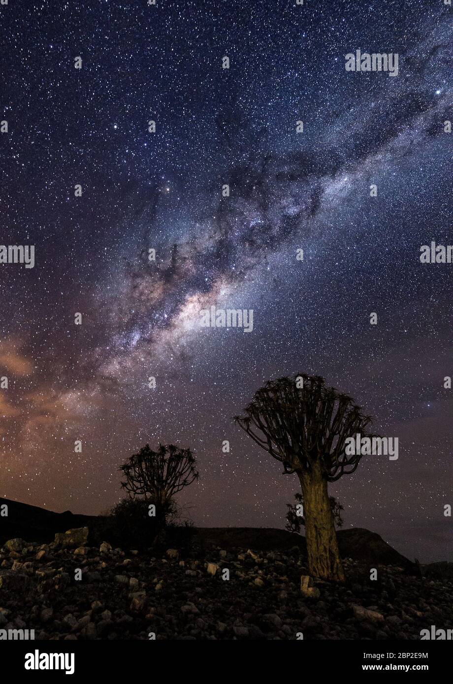 quiver tree under stars and milkyway Stock Photo - Alamy
