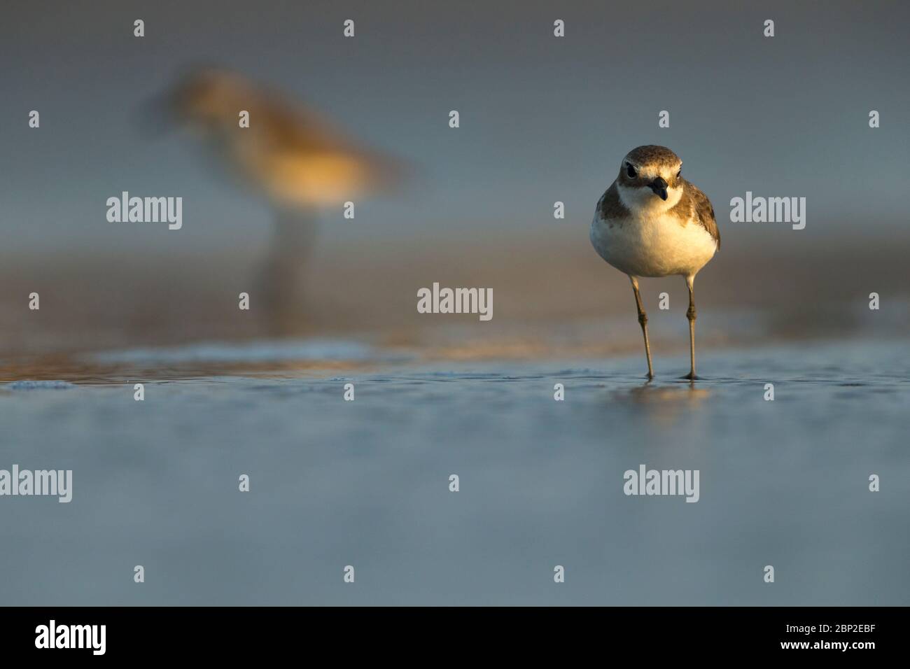 Lesser sand plover Charadrius mongolus, on beach, Arambol, Goa, India ...