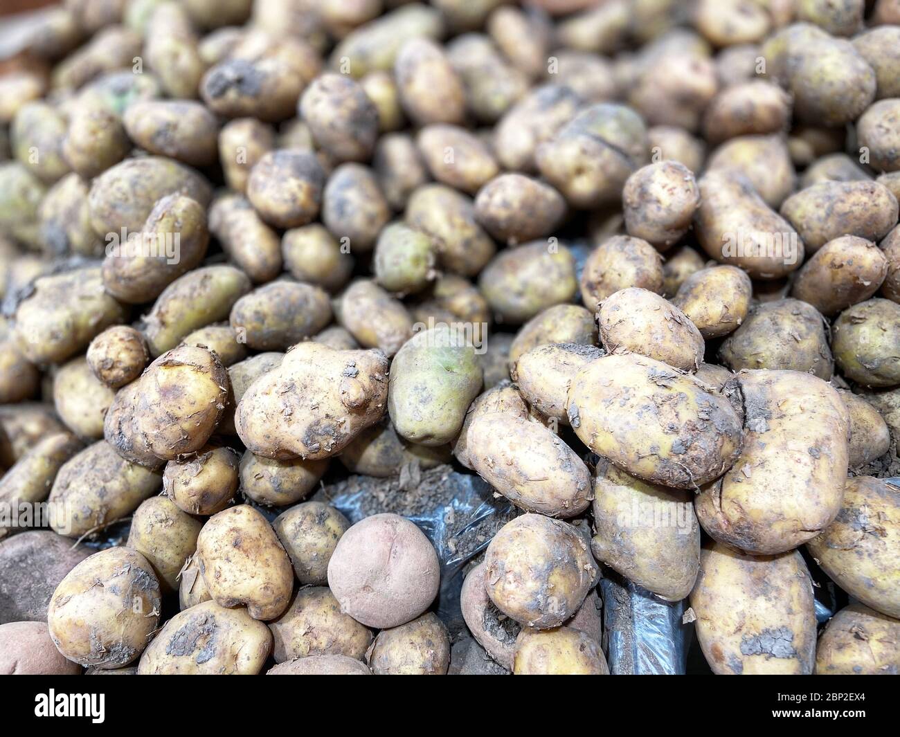 Bad potatoes hi-res stock photography and images - Alamy