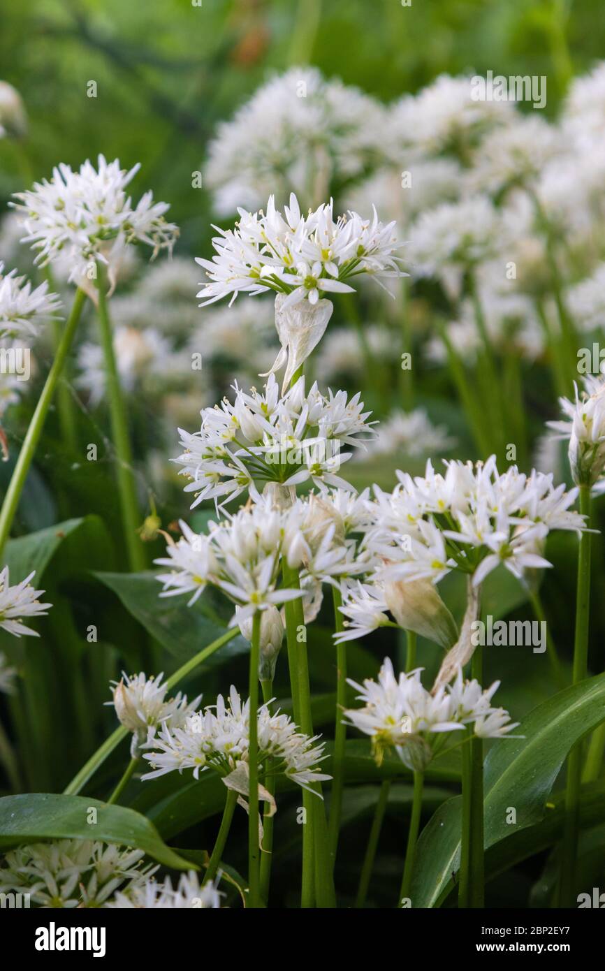 Ramson wild garlic hi-res stock photography and images - Alamy
