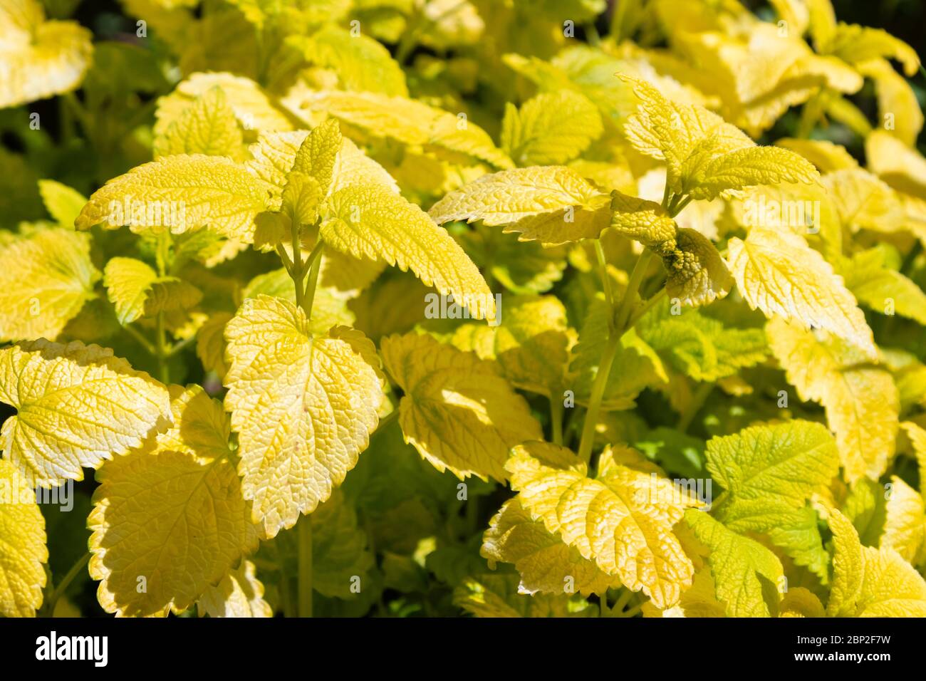Bright yellow leaves of the Lemon Balm 'All Gold' (Melissa officinalis ...