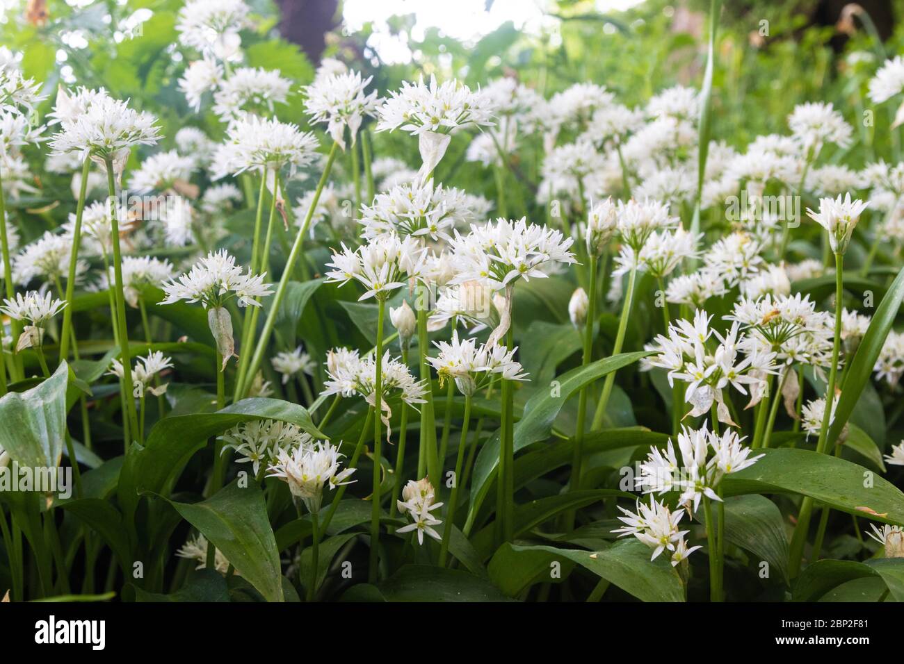 Ramson wild garlic hi-res stock photography and images - Alamy