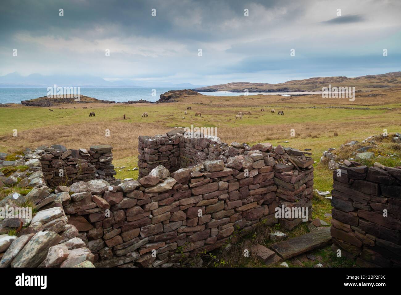 Rum ponies the old settlement near Kilmory Bay on the isle of Rum ...