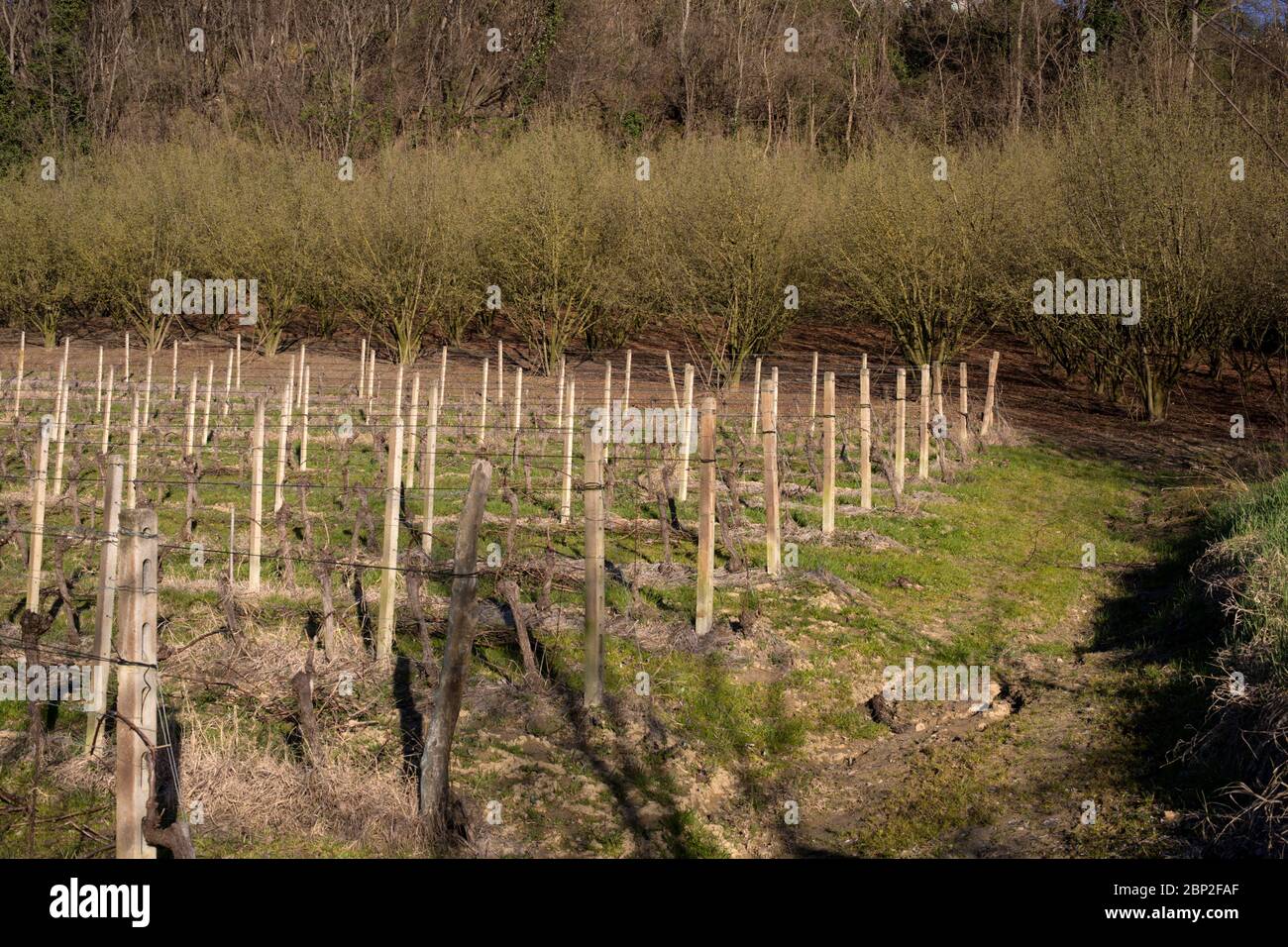 Filbert Orchard High Resolution Stock Photography and Images - Alamy