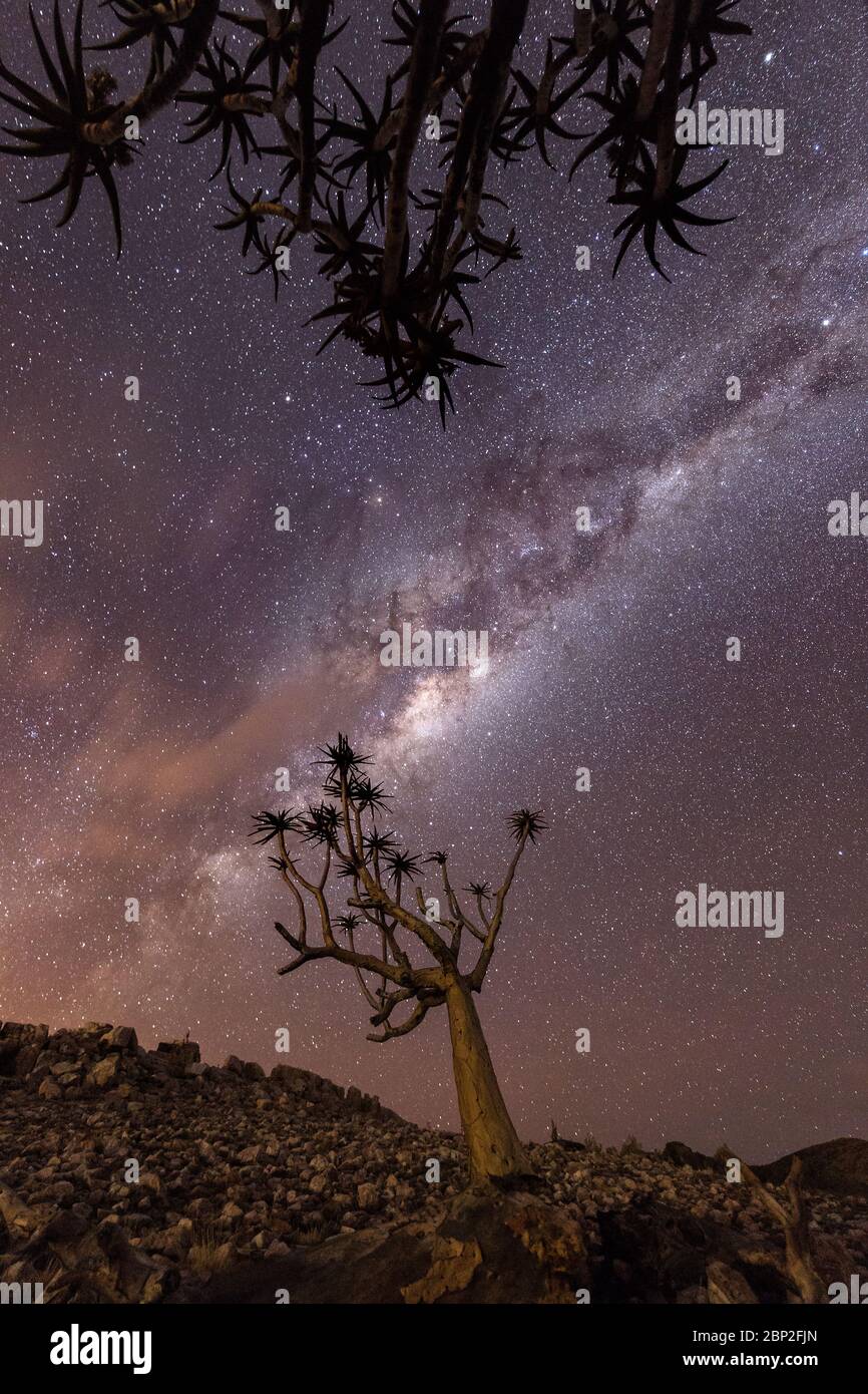 quiver tree under stars and milkyway Stock Photo - Alamy