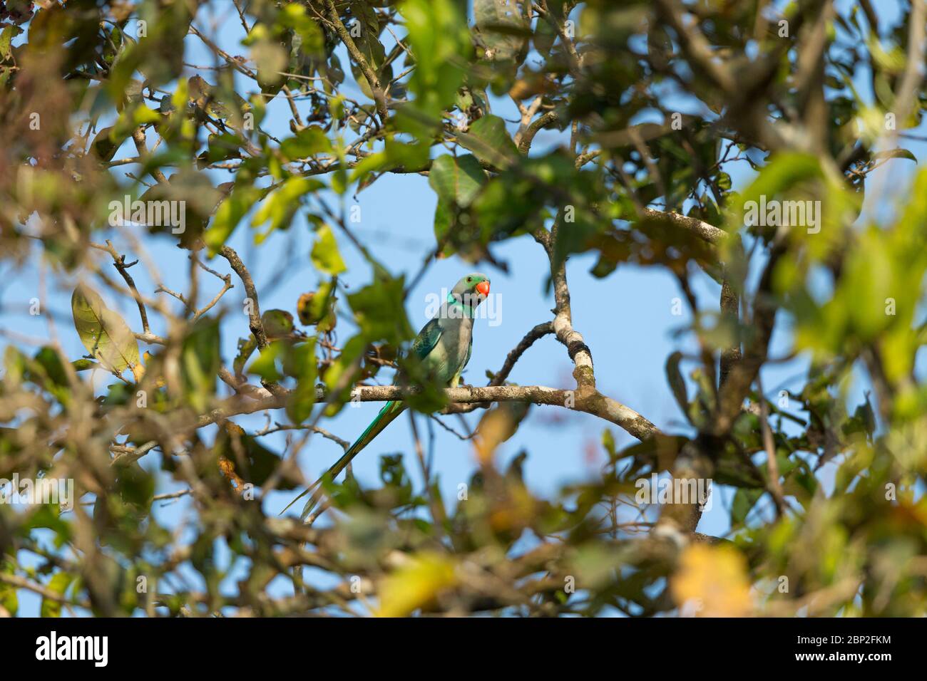 Malabar parakeet Psittacula columboides, adult male, perched in tree ...