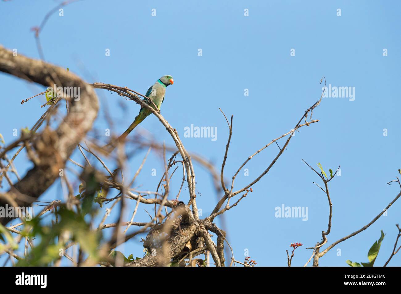 Malabar parakeet Psittacula columboides, adult male, perched in tree ...