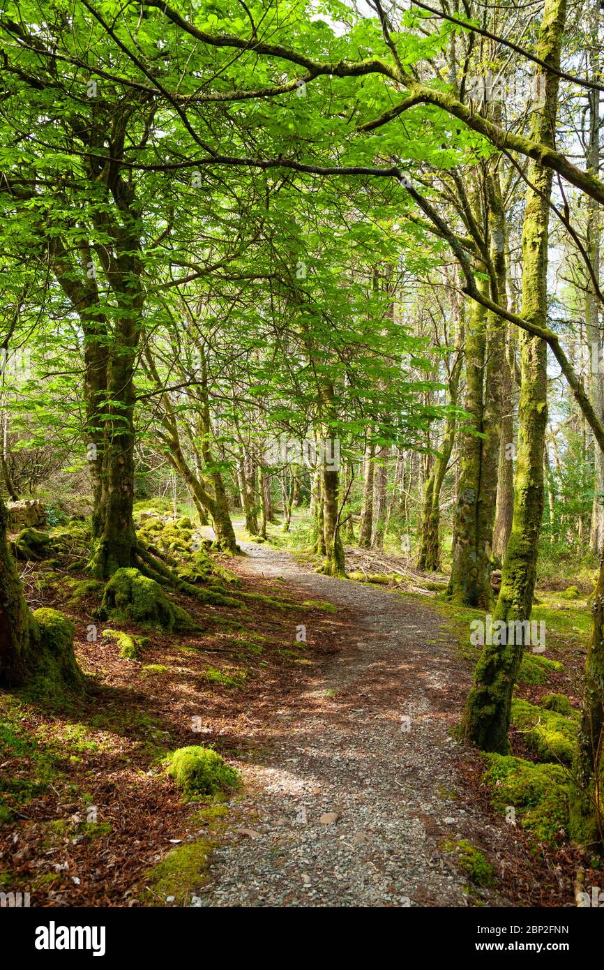 The walk from Kinloch to Port-na Caranean on the southern shore of Loch ...