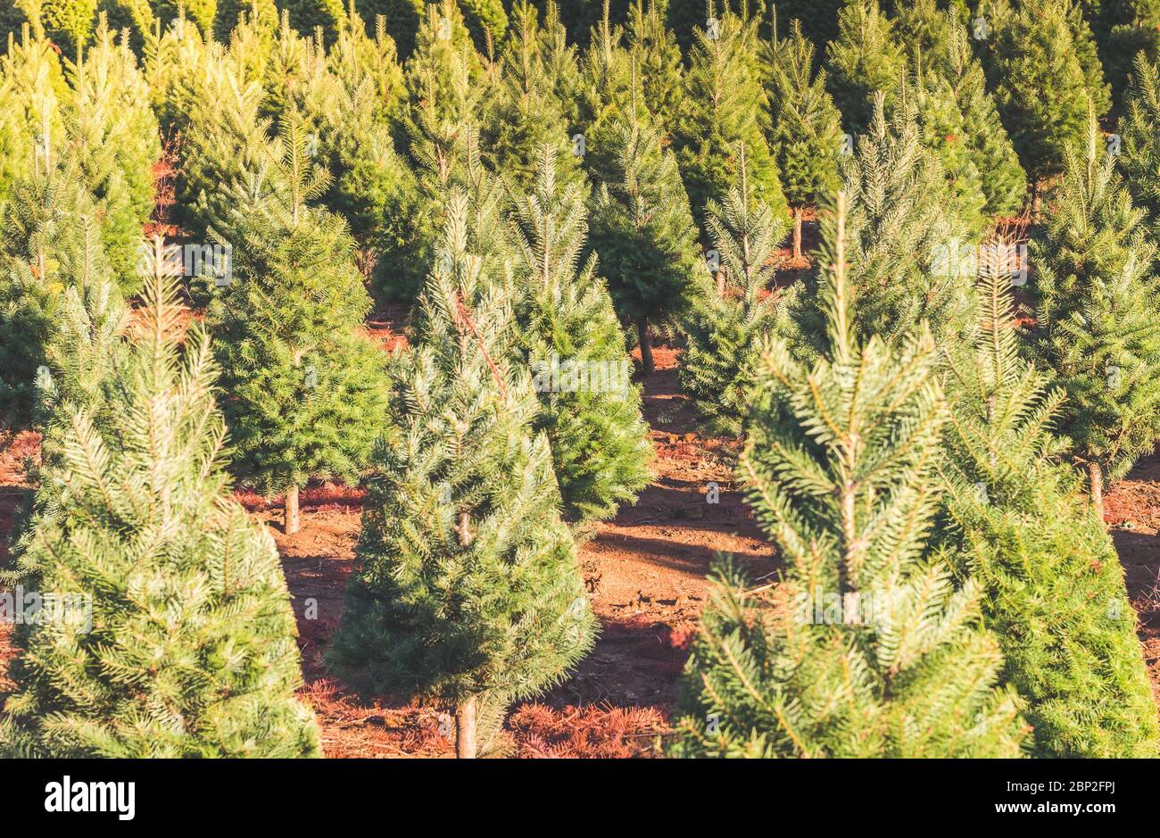 Conifer plant nursery hi-res stock photography and images - Alamy