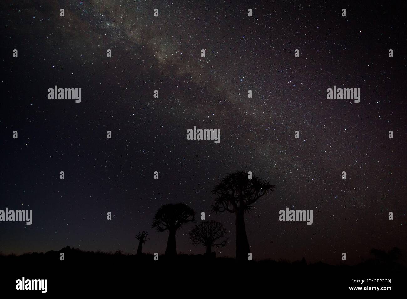 quiver tree under stars and milkyway Stock Photo - Alamy