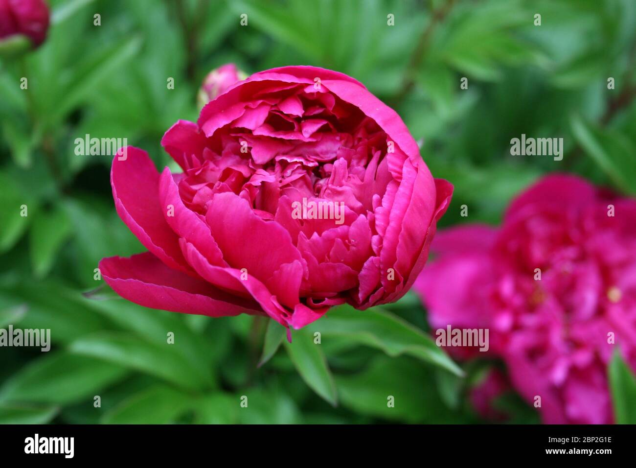 Red Peonies in bloom Stock Photo - Alamy