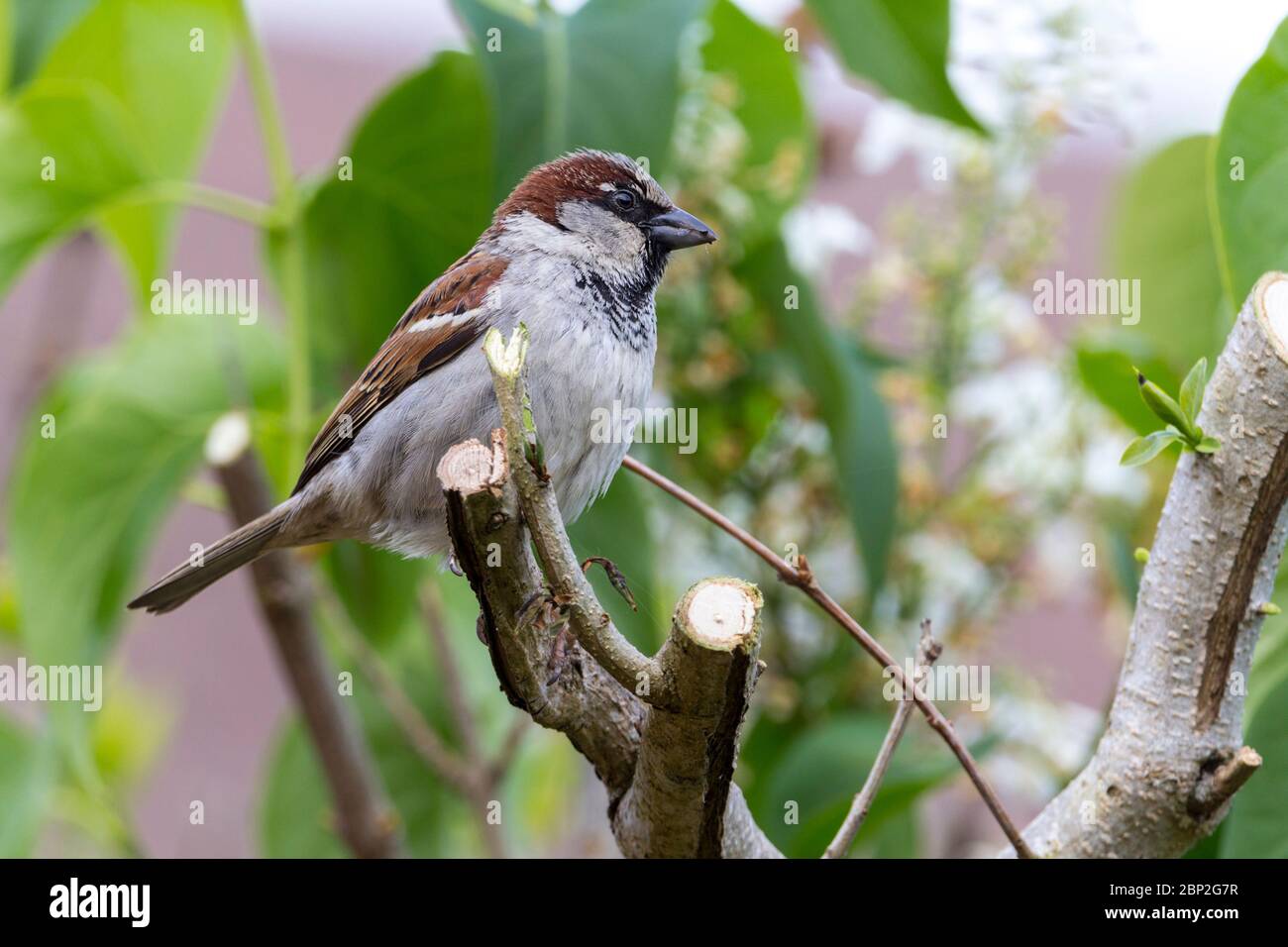 House sparrow Passer domesticus late spring breeding season grey crown ...