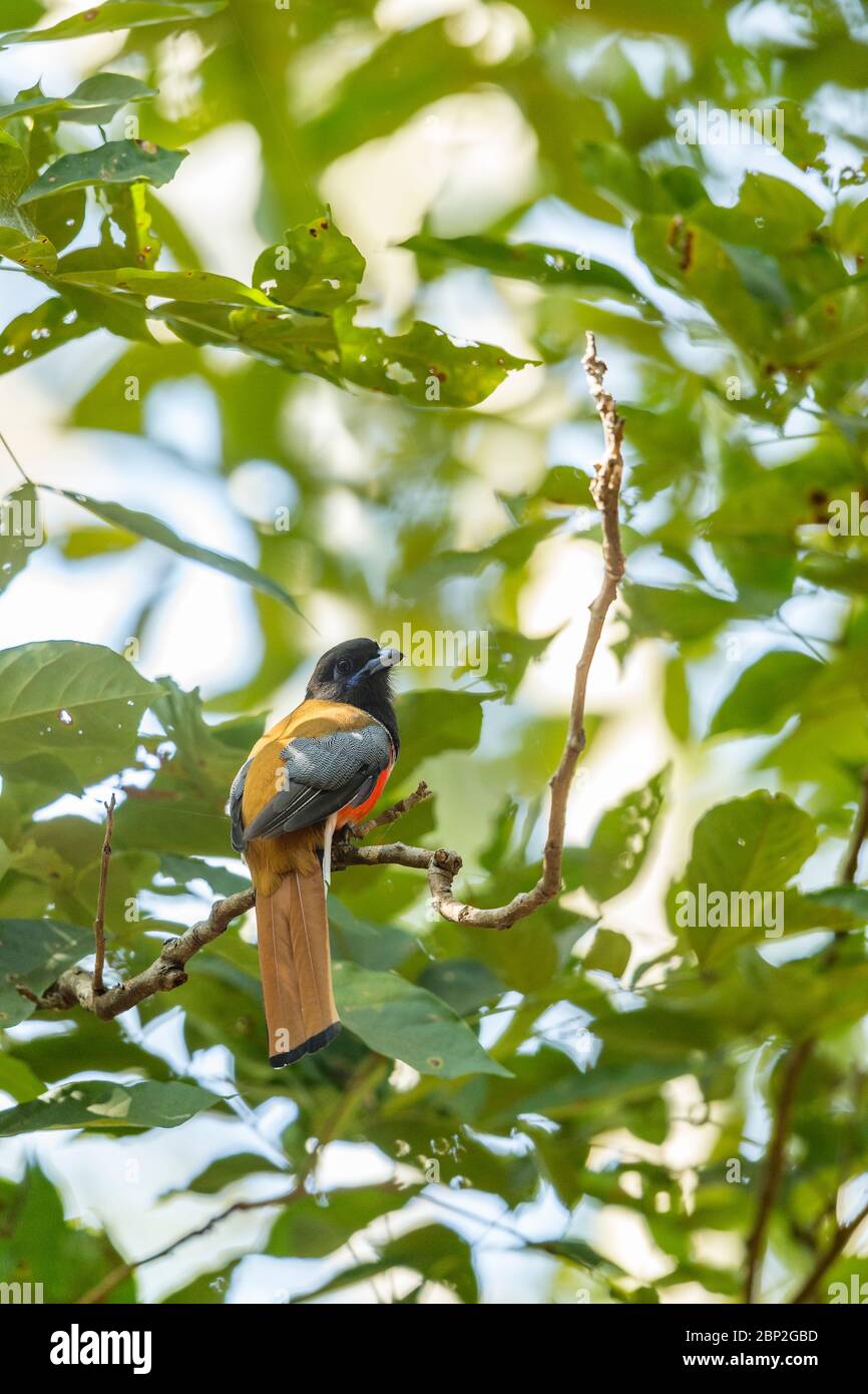 Trogon india hi-res stock photography and images - Alamy