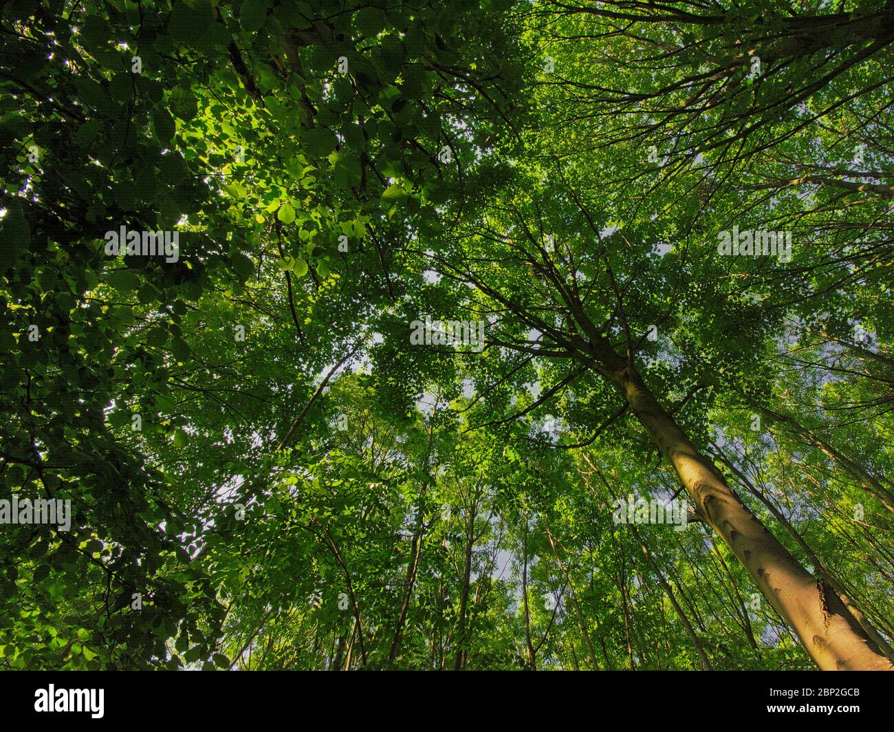 Tree canopy from below spring hi-res stock photography and images - Alamy