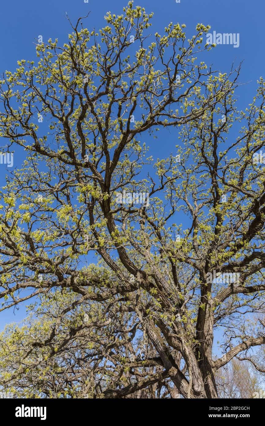 Bur Oak, Quercus macrocarpa, leafing out in spring in a picnic area in ...