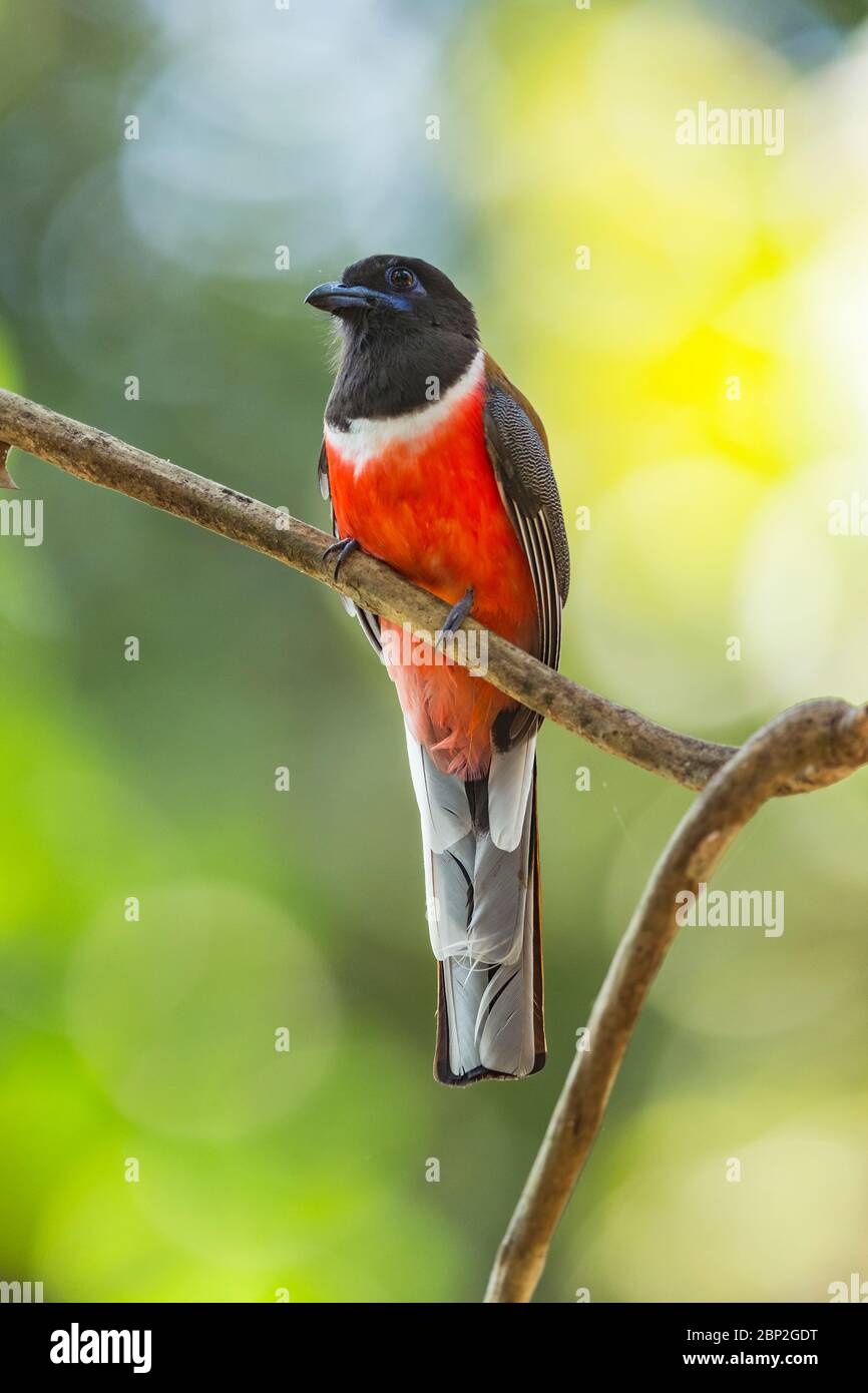 Malabar trogon Harpactes fasciatus, adult male, perched in tree canopy ...