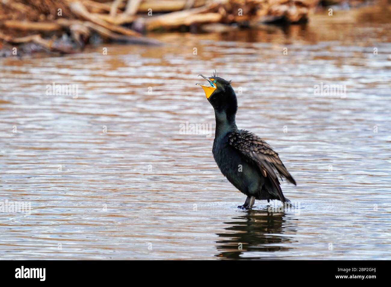 Double-crested cormorant (Phalacrocorax auritus) standing in a lake ...