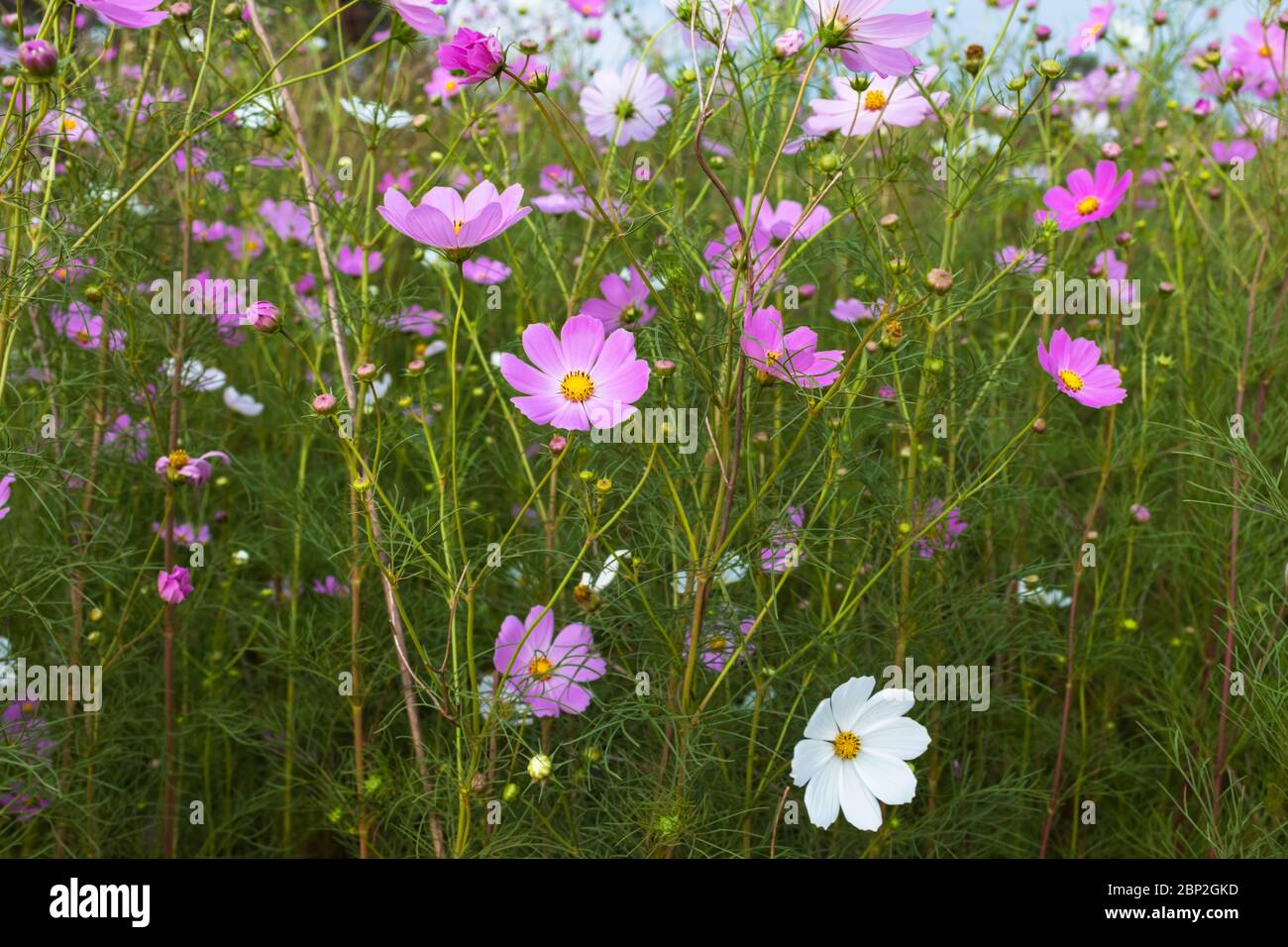 Lots of pink cosmos flowers Stock Photo - Alamy