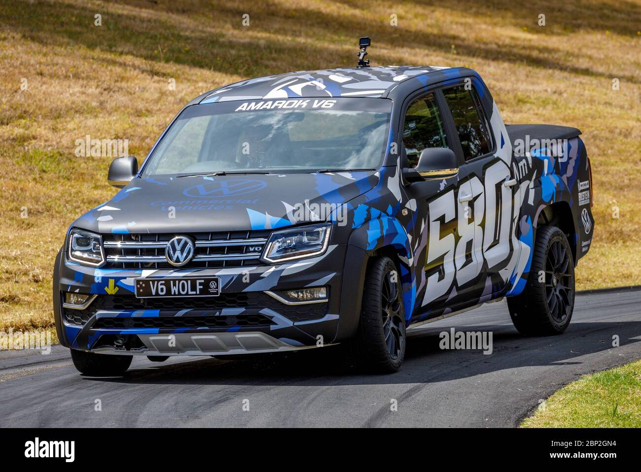 Amarok wolf hi-res stock photography and images - Alamy