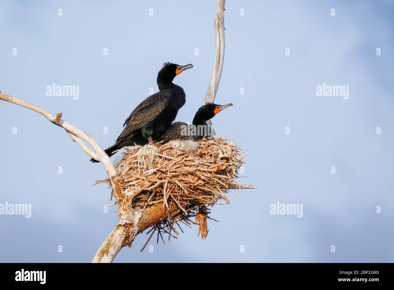 Double-crested cormorants (Phalacrocorax auritus) sitting on a nest ...