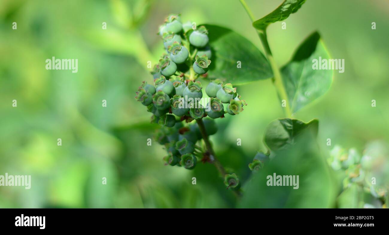a beautiful blueberry plant in the sun Stock Photo - Alamy