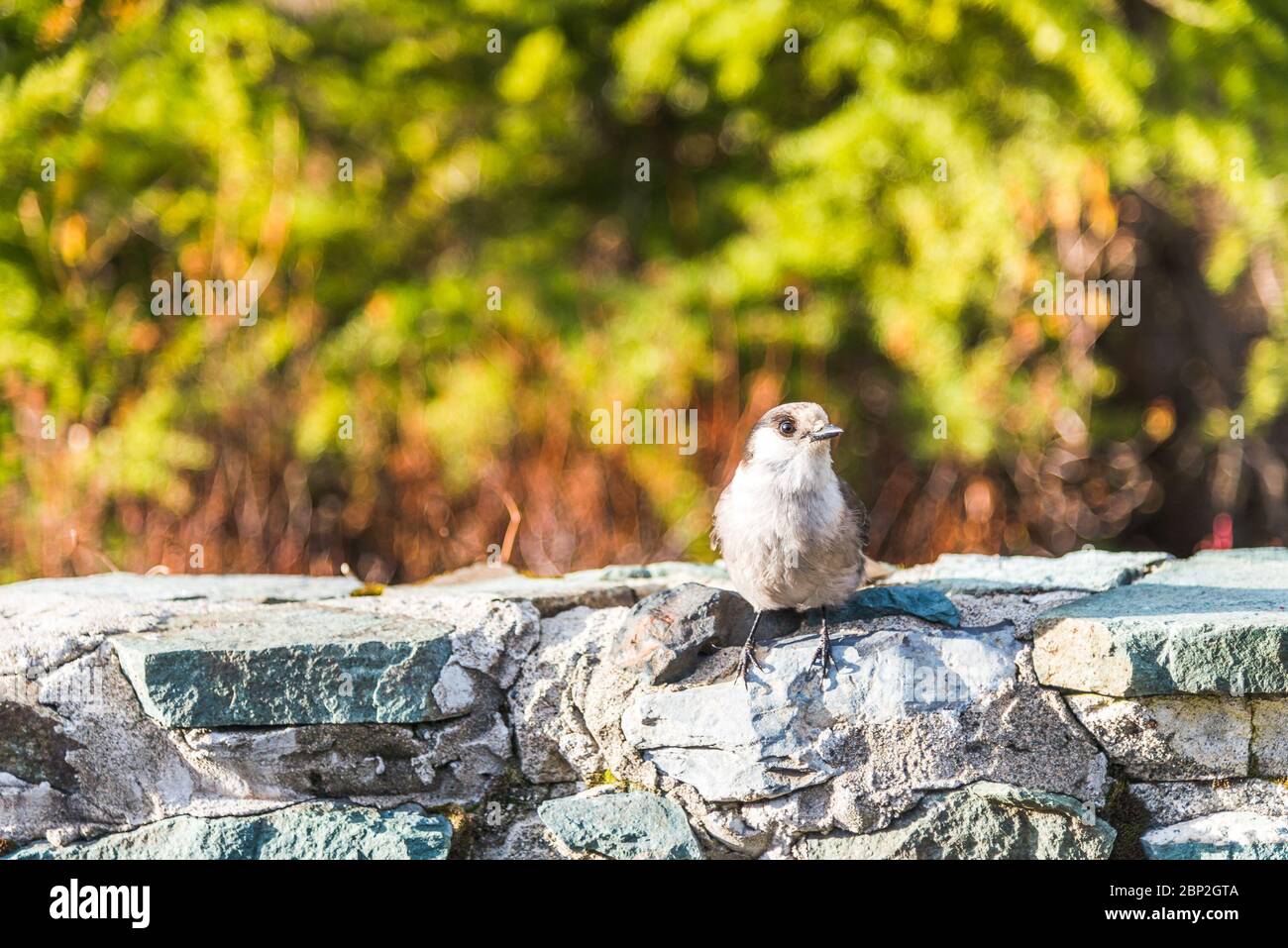 scene of a cute Eastern Phoebe resting on the rock wall Stock Photo - Alamy