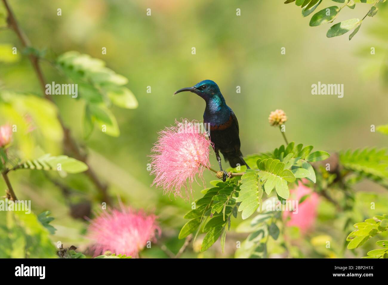 Purple sunbird nest hi-res stock photography and images - Alamy
