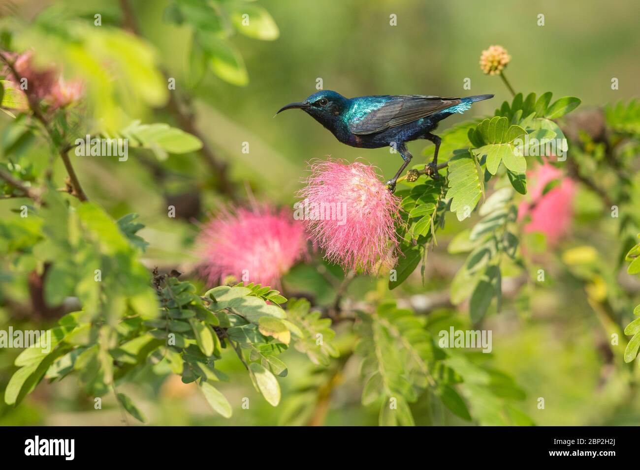 Purple sunbird Cinnyris asiaticus, adult male, nectaring from flowers ...