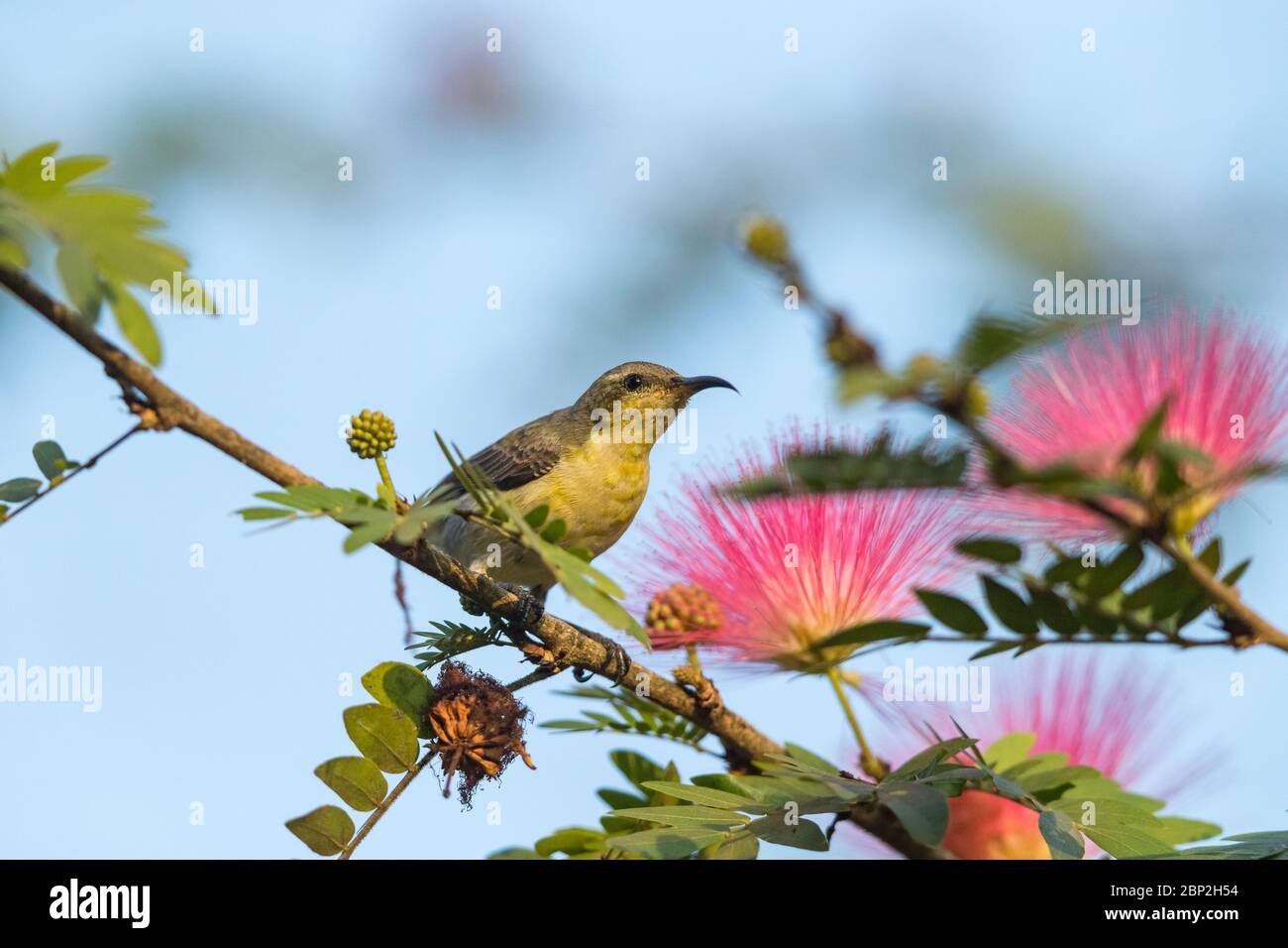 Purple sunbird Cinnyris asiaticus, adult female, nectaring from flowers ...