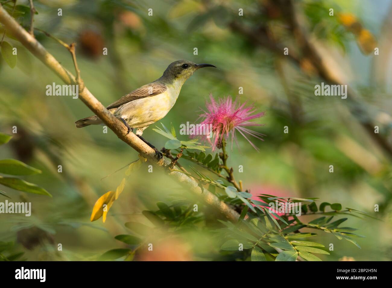 Purple sunbird Cinnyris asiaticus, adult female, nectaring from flowers ...