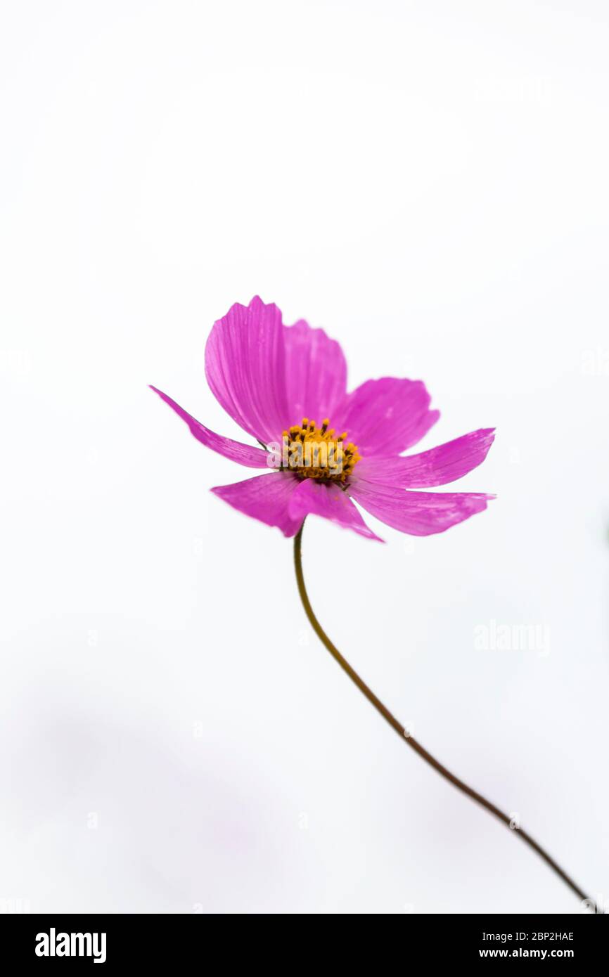Single pink cosmos flower on white background Stock Photo - Alamy