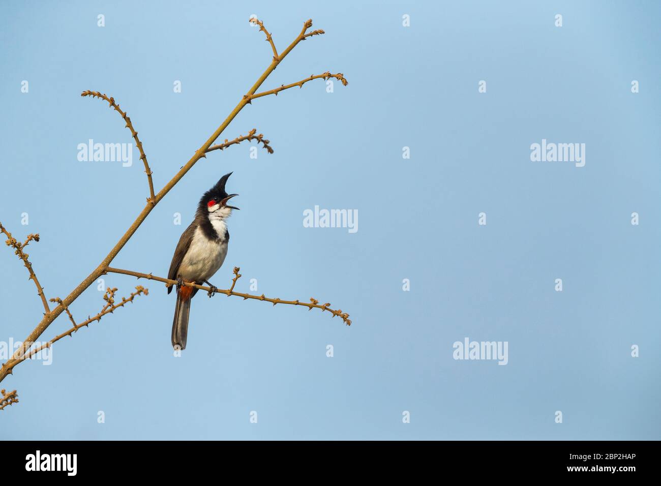 Bulbuls of india hi-res stock photography and images - Alamy
