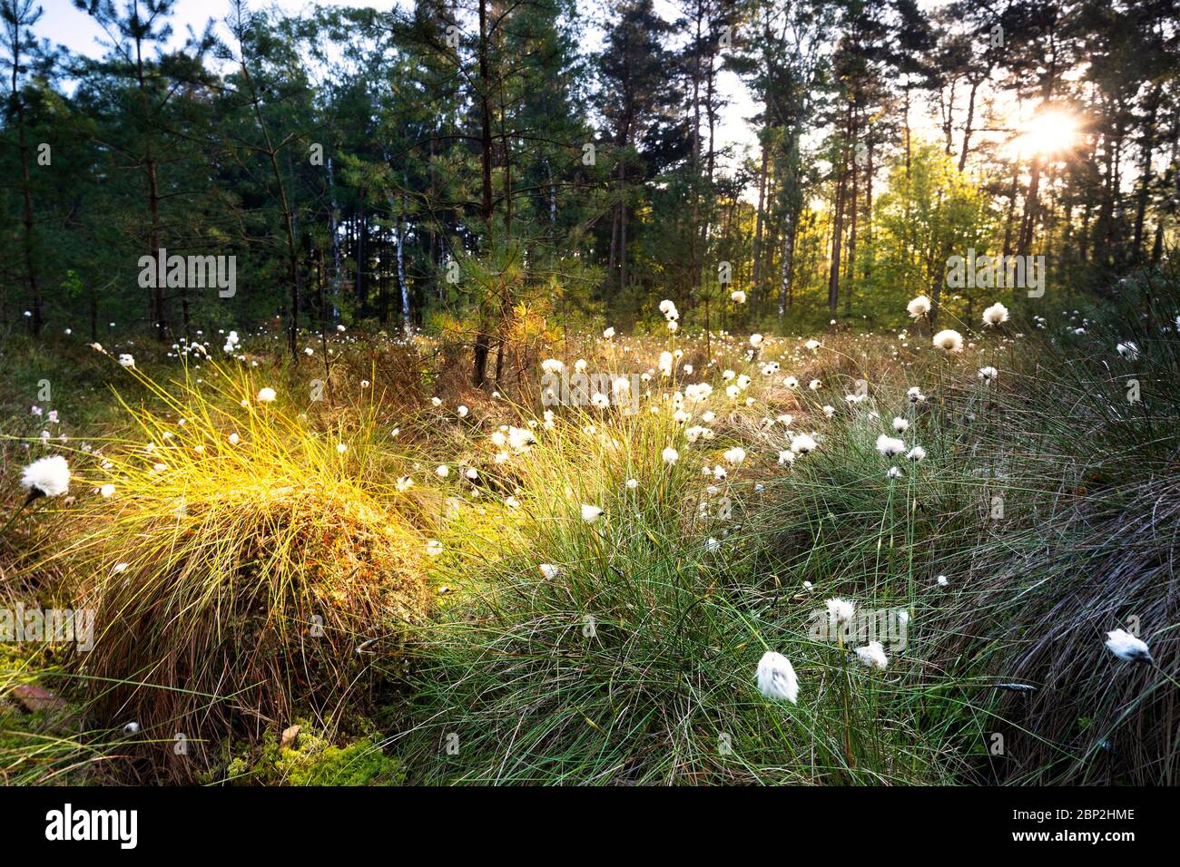 morning sunshine in forest swamp with cotton grass in spring Stock ...